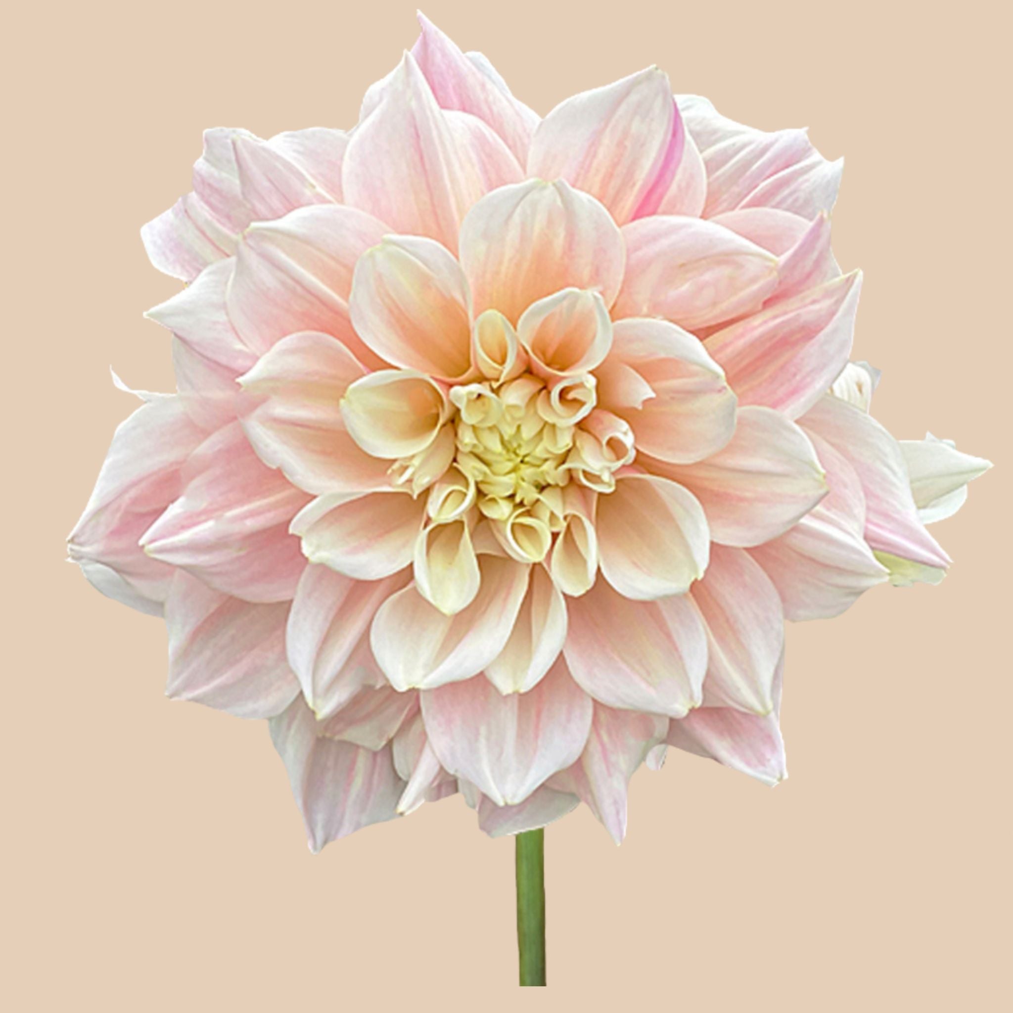 Dahlia 'Break Out' romantic dinner plate dahlia with a soft pink glow ...