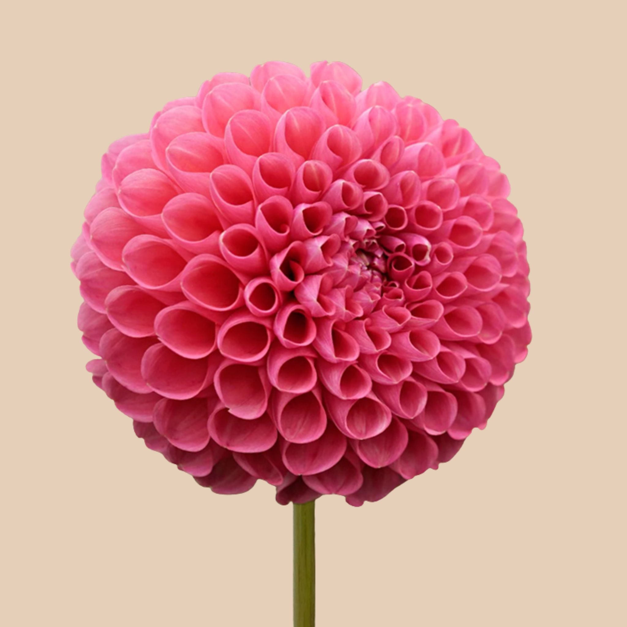Dahlia 'Jowey Frambo' | Raspberry-colored ball dahlia – The Blooming ...