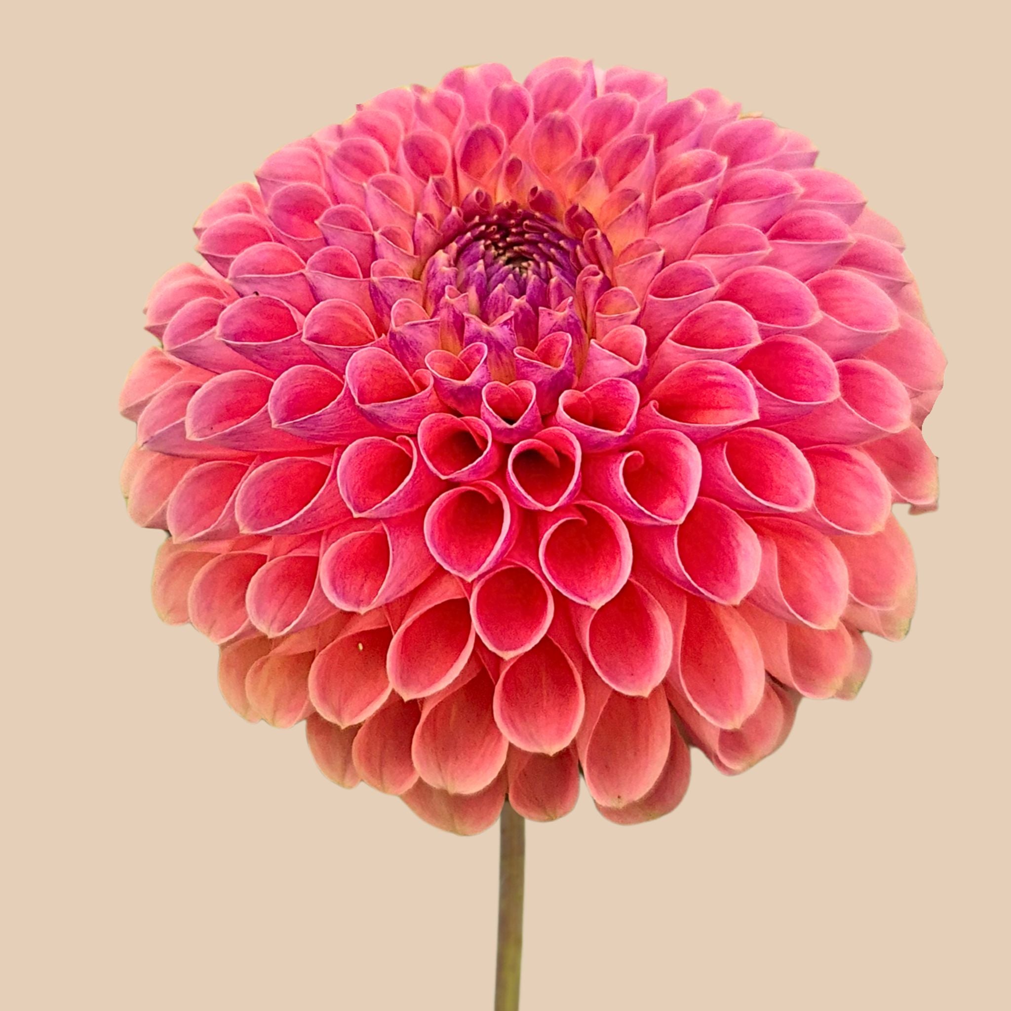 Dahlia 'Jowey Nicky' | Peach gold ball dahlia – The Blooming Company