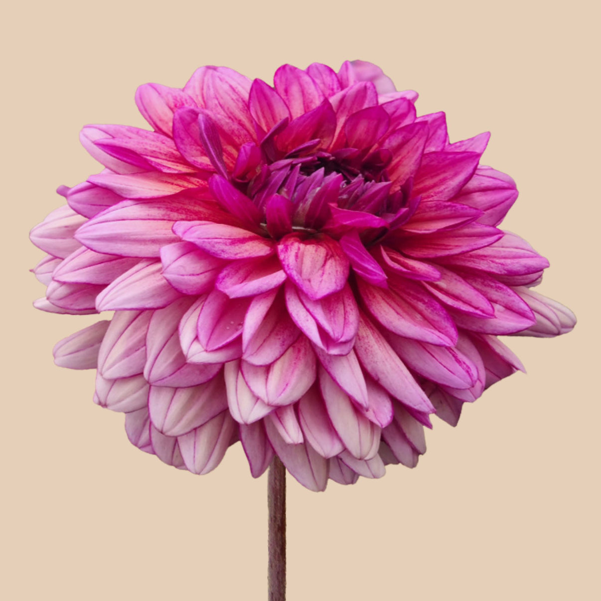 Dahlia 'Molly Raven' | Unique dahlia with pink, coffee, and plum colors ...