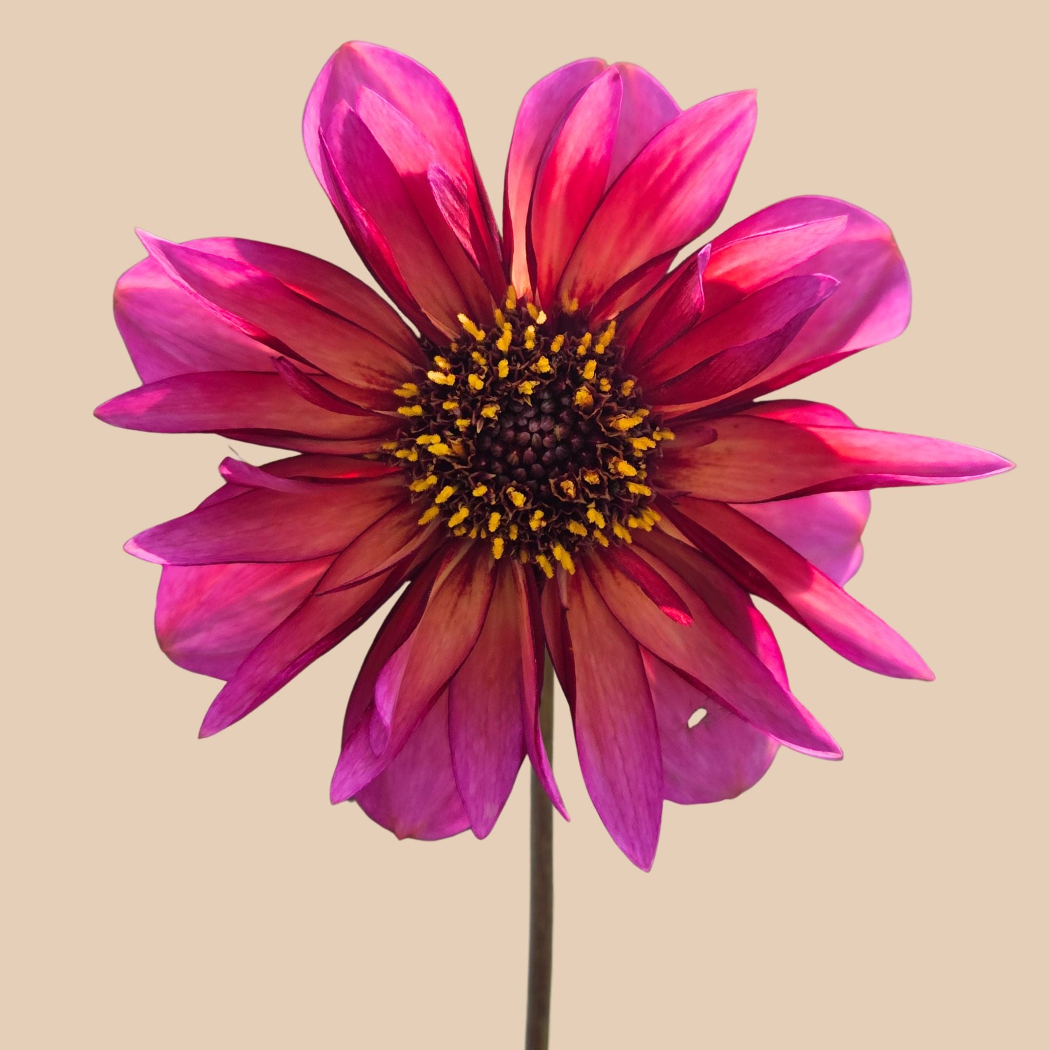 Dahlia 'Princess Nadine' | apricot, purple dahlia with an open heart ...