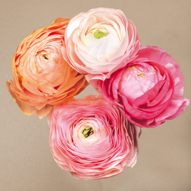 ranunculus Elegance® Pastello – The Blooming Company
