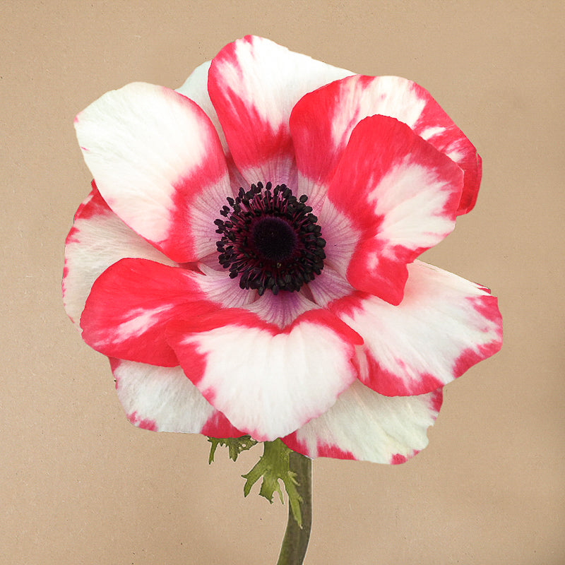 Anemone Mistral Bicolore – The Blooming Company