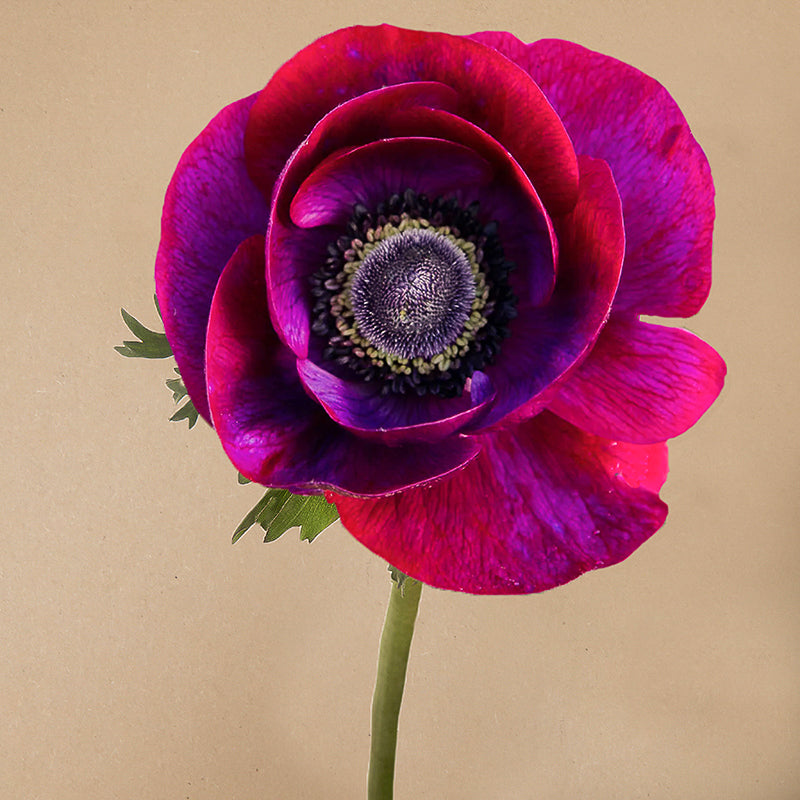 Anemone Mistral Grape – The Blooming Company