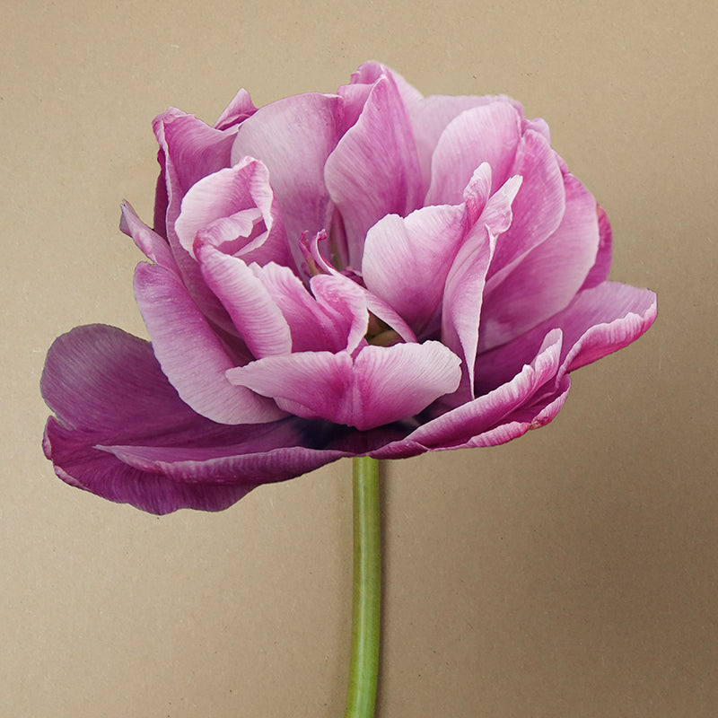 Blue diamond – The Blooming Company