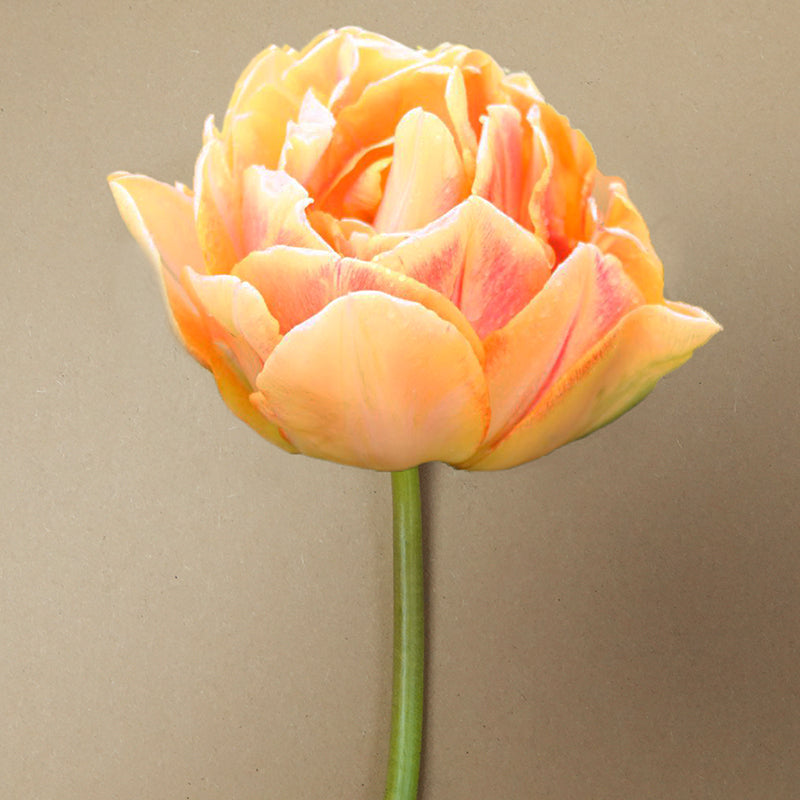 Foxy Foxtrot – The Blooming Company